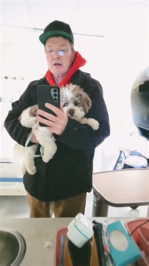 therapy dog (in training) #chewie #puppy #cuteanimal #pomapoo #cute #cutepet #cutepuppy