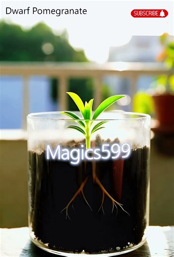 Dwarf Pomegranate Ultra-Realistic Plant Growth Time-Lapse 🍎✨ #shorts #viralshorts