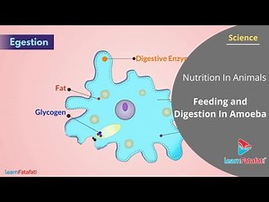 Nutrition In Animals Class 7 Science - Feeding and Digestion In Amoeba