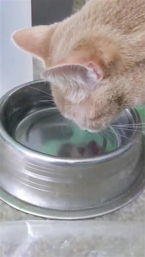 Cream tabby want to drink from the sink #shorts #cat #cats #catoftheday
