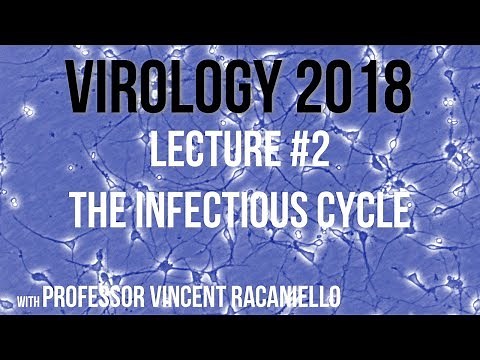 Virology 2018 Lecture #2: The Infectious Cycle