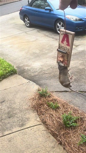 Do those old school mouse traps actually work…..???? Well….yes they do!