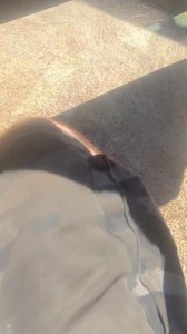 347 Windsor with qtp cutouts | Classic & Custom Exhaust Factory | Facebook