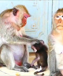87K views · 2.5K reactions | The hungry baby monkey tries to ask for milk but gets beaten mercilessly #Monkeyvideos | Monkey Smile | Facebook