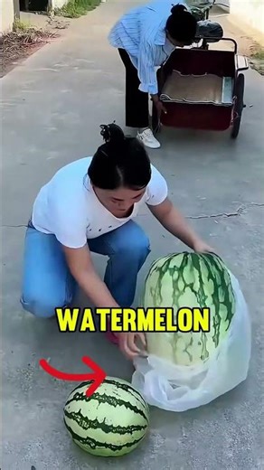 Will the Watermelon Replacement Plan Work? 😅🍉