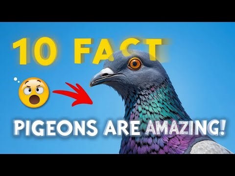 10 Amazing Pigeon Facts That Will Blow Your Mind! 🐦|Shocking Bird Facts 🕊️✨