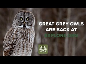 Great Grey Owl Live Cam Returns to explore.org!