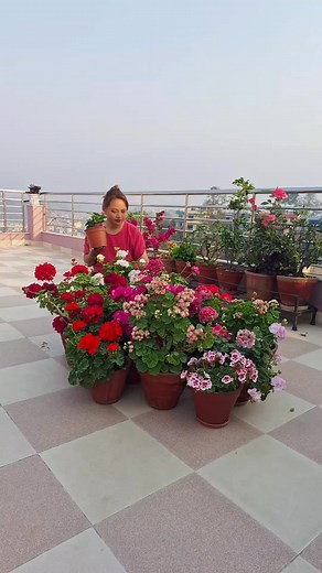 Beautiful Geranium Flowers for Spring Gardening