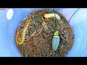 💥What happens if centipedes, spiders, worms and larvae are put in one container