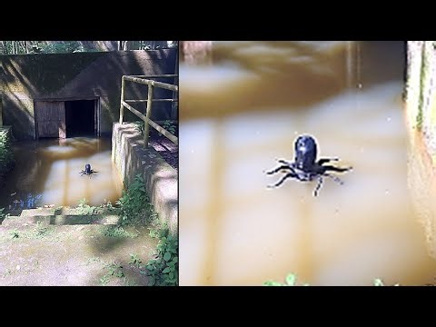 Man Filmed Releasing The Alien Entity He Found Inside A Crashed Meteorite Into The Wild