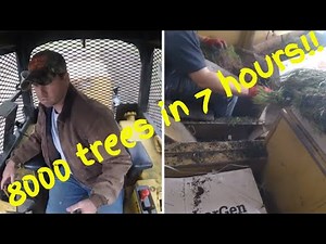PLANTING PINE SEEDLINGS | Inside a tree planting machine