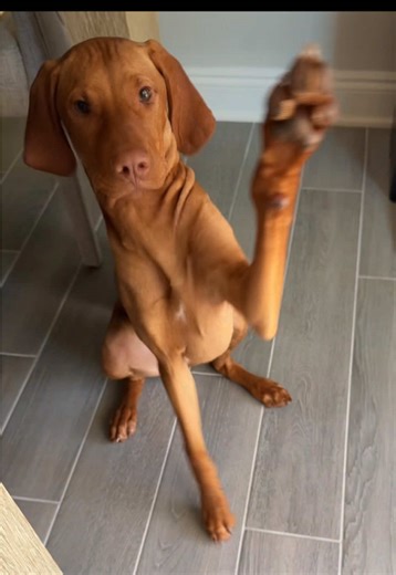 Garlic Bread Sticks and Funny Dog Moments