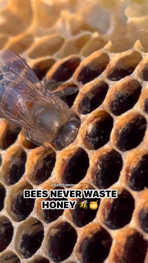 EVERY DROP MATTERS 🐝🍯 While removing old comb, the bees immediately start eating their stored honey 🐝🍯 This is completely natural behavior — bees recover energy, prevent waste, and stay calm during hive management. A healthy hive knows how to protect every drop 🤍Old comb removal improves hygiene and colony health. #BeesEatingHoney #OldCombRemoval #BeekeepingLife #NaturalHoney #SaveTheBees #HealthyHive #BeeEducation @top fans | Himalaya creator
