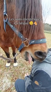 525 reactions · 24 comments | J'essaie de répondre à vos messages  les journées avec eux  sont un peu chargées et mon téléphone reste souvent loin des séances de soins ( respect oblige!!!) quand je suis avec eux je suis entièrement avec eux . Merci de votre compréhension....##soinénergétique #cheval #bienetre #liberationemotionnelle | Symbi'ose énergie | Facebook