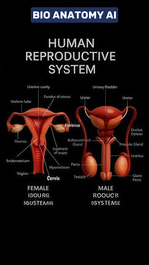 This Is How the Human Reproductive System Really Works! Male & Female Anatomy #humananatomy #shorts
