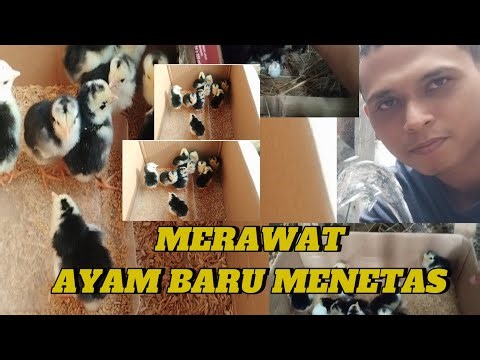 CARA MEMISAHKAN ANAK AYAM YANG BARU MENETAS DENGAN AMAN DAN BENAR