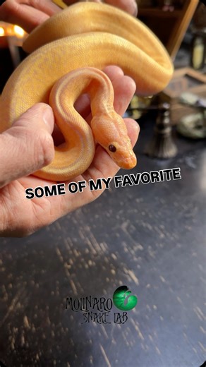 Keary Molinaro | Some of my favorites from this season! 👉 “Join the Molinaro Snake Lab family on Patreon for first dibs on available snakes, answers to... | Instagram