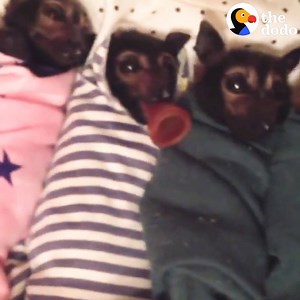 11M views · 124K reactions | This woman's rescued hundreds of bats and helped them recover in her home ️ | The Dodo | Facebook