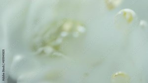 Detailed view of a microbial ecosystem, resembling tiny organisms in a fluid environment. The soft focus and light color palette convey a sense of mystery and complexity, suitable for scientific