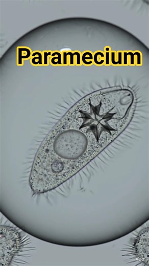 Paramecium moving in water #shorts #biology