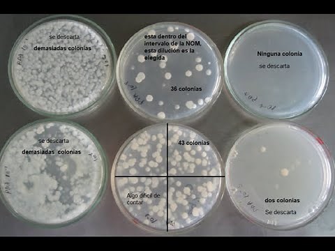 Conteo de microorganismos