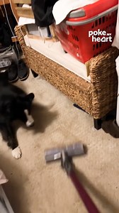 Dog Keeps Barking at Vacuum Cleaner | Poke My Heart