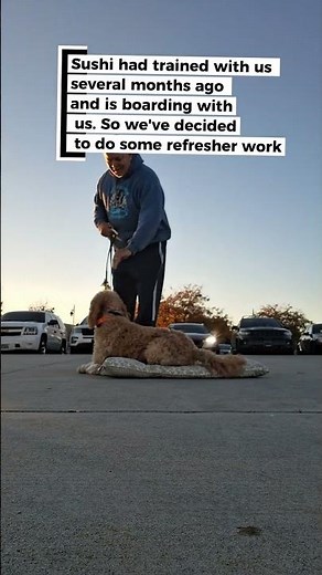 overview of a training session in public #dogtrainingtips #labradoodles #trainyourdog