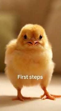 Egg to Chicken Transformation | Amazing Life Cycle