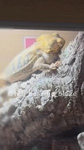 Self care is important. And I am perfectly capable of handling my own eye shed, thank you very much hooman. - Crumpet #beardeddragon #lizard #reptile #pogonavitticeps #reptilesofinstagram | the_beardie_blaze
