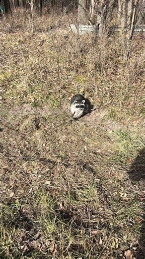 My Friend Steve 3!! #trapping #hunting #deer #deerhunting #nature #wildlife