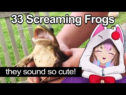 The Most Hilarious Screaming Frogs! Dipperdog Reacts
