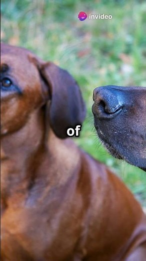 Rhodesian Ridgeback 🦁 The Dog That Hunts Lions