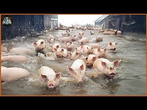 Tragic ! How Do The Super Typhoon Affect Farms In China ? | Farming Documentary