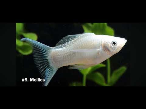 Top 10 easier fish to breed+care for