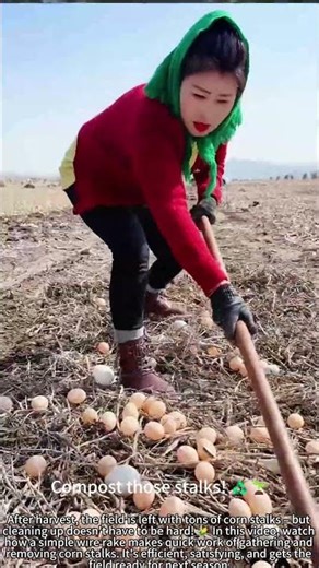 Rake Corn Stalks: Quick Field Cleanup! 🌽🔧