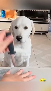 321K views · 9.1K reactions | funny animals #pet #cat #dog #cute #animals #foryou #typ | Love animals | Facebook