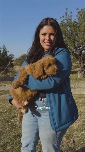 Cavapoo, ¡un perro con alma!