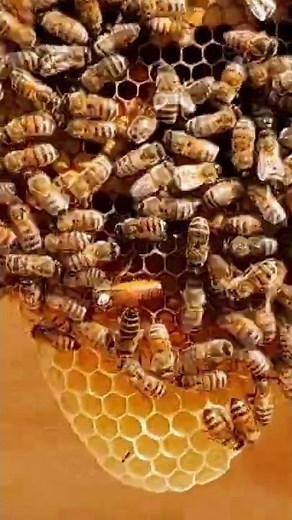 Honeybee Queen Piping