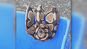 Ball python goes missing in Greater Victoria for a second time