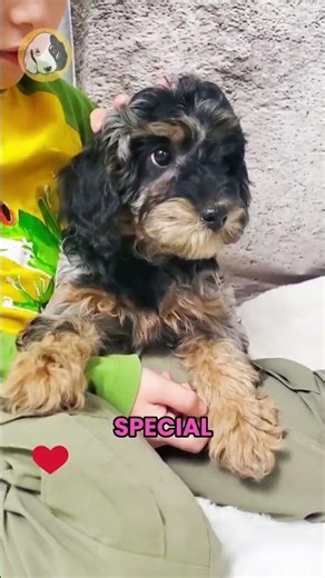 Say hello to Orchid, the F1b Cockapoo girl with soft curls, gentle eyes, and a personality as