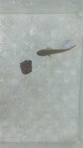 snakehead fish tank setup starting #fish