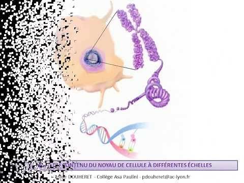 Life and Earth Sciences - lesson - DNA Extraction Lab