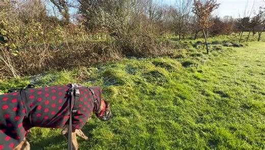 As part of his ongoing assessment, here is Ritchie enjoying an offsite walk in a quiet field near the Centre. We carry out detailed and varied assessments to better understand each dog’s needs and personality. These take place both at our Centre and in different offsite settings - rural paths, suburban streets, and areas where other dogs may be present. During these walks, our experienced team closely observes their behaviour and reactions to determine the type of home environment where they’ll 