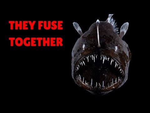 This Fish's Mating Process Is Absolutely Brutal