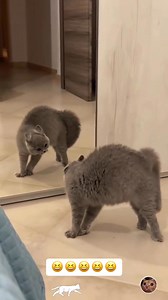 6.3K reactions · 882 shares | Cat vs mirror 藍藍藍 | Cat lover's | Facebook