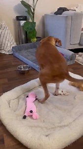 Chetto recibiendo su paquete de bark box el cual recibirá cada mes! ❤️❤️ Asi o mas consentido???? | Rescate Fenix AC