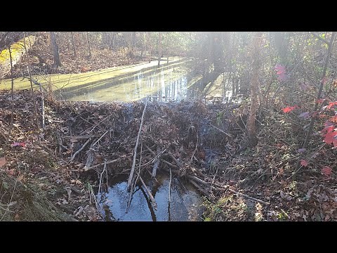 Beaver Dam Removal with Fireworks and Tannerite 💥💣