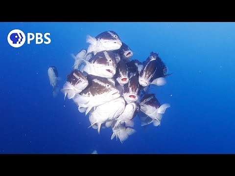 The Sounds of Grouper Spawning