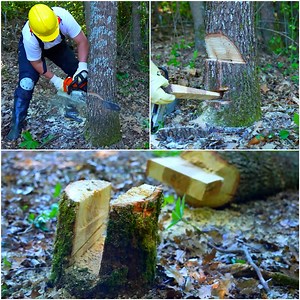 Tree felling using tongue and groove method | MetDaan DIY