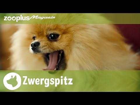 Der Zwergspitz (Pomeranian): Charakter, Haltung & Pflege